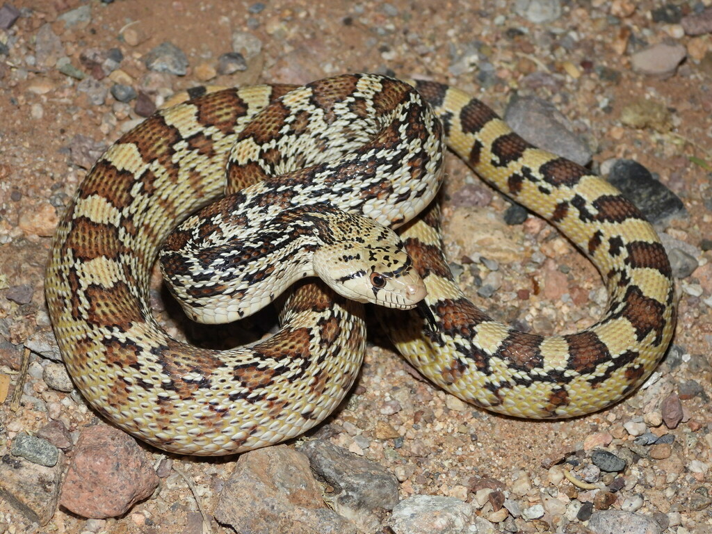Gopher Snake (Beebe Springs Wildlife Area) · iNaturalist