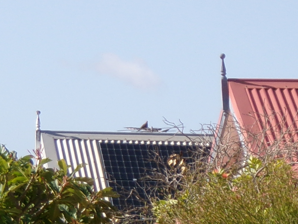 Spotted Dove from Perth WA, Australia on June 3, 2024 at 11:12 AM by ...