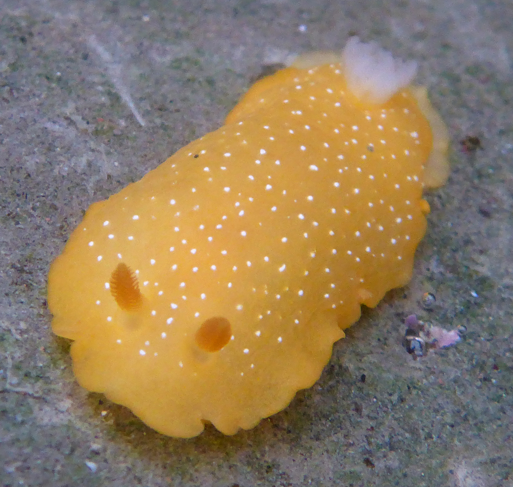 White-speckled Dorid (Nudibranchs and Other Sea Slugs of California ...