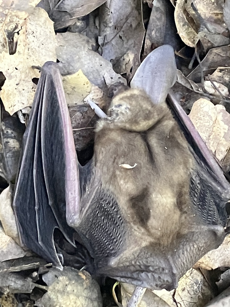 Pallid Bat from Laurel Creek Dr, Pleasanton, CA, US on April 3, 2024 at ...