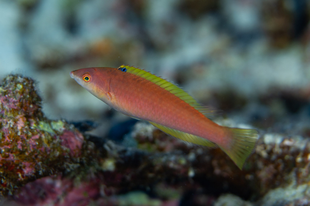 Rimatara pencil wrasse (Pseudojuloides polynesica) - Marine Life ...