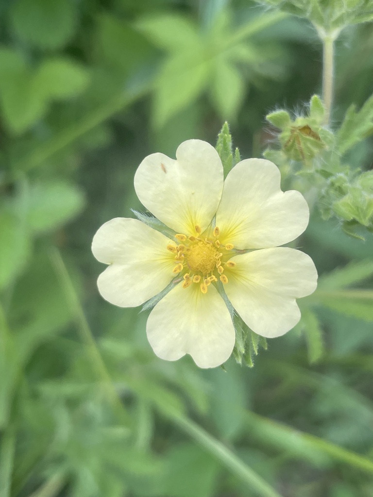 sulphur cinquefoil from Tampier Slough Woods, Palos Park, IL, US on May ...