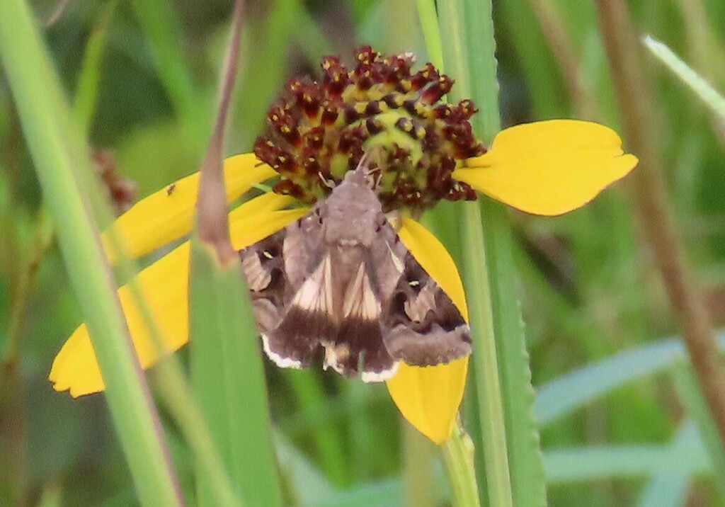 Indomitable Graphic Moth from Deer Park, TX, USA on June 1, 2024 at 06: ...