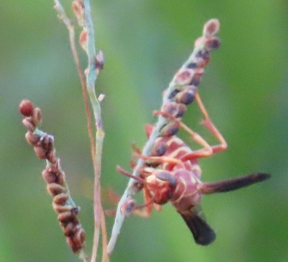 Southern Paper Wasp from Deer Park, TX, USA on June 1, 2024 at 07:47 PM ...