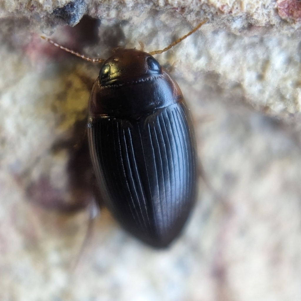 Copelatus glyphicus from Chalmette, LA, USA on June 2, 2024 at 10:34 PM ...
