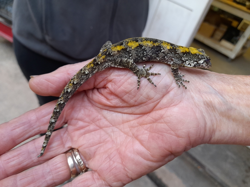Forest Gecko in June 2024 by abb79. Found Kennedy bay road, brought in ...