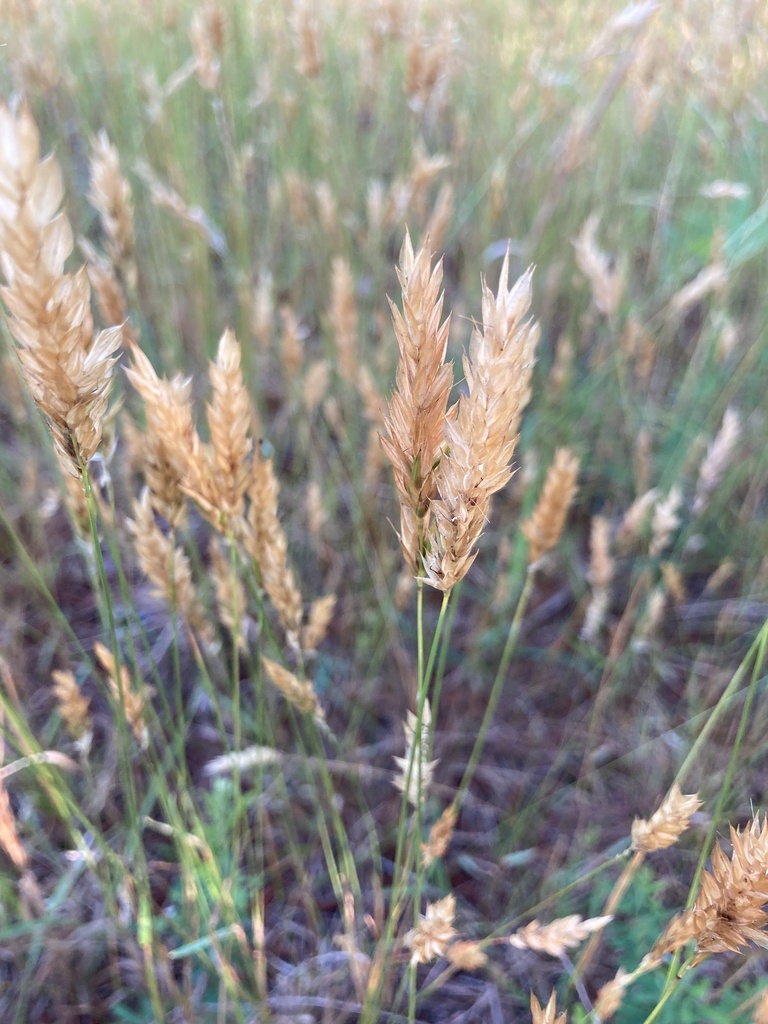 sweet vernal grass from Tuckahoe State Park, Ridgely, MD, US on June 1 ...