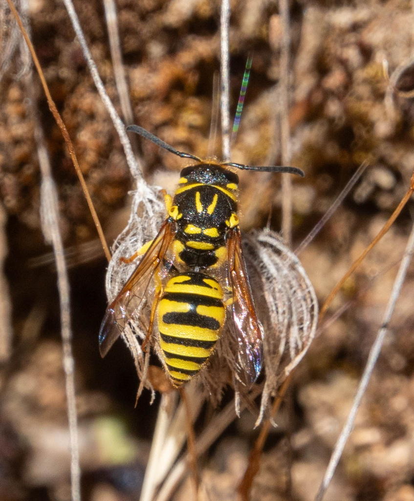 Hornets, Paper Wasps, Potter Wasps, and Allies from Sequoia National ...