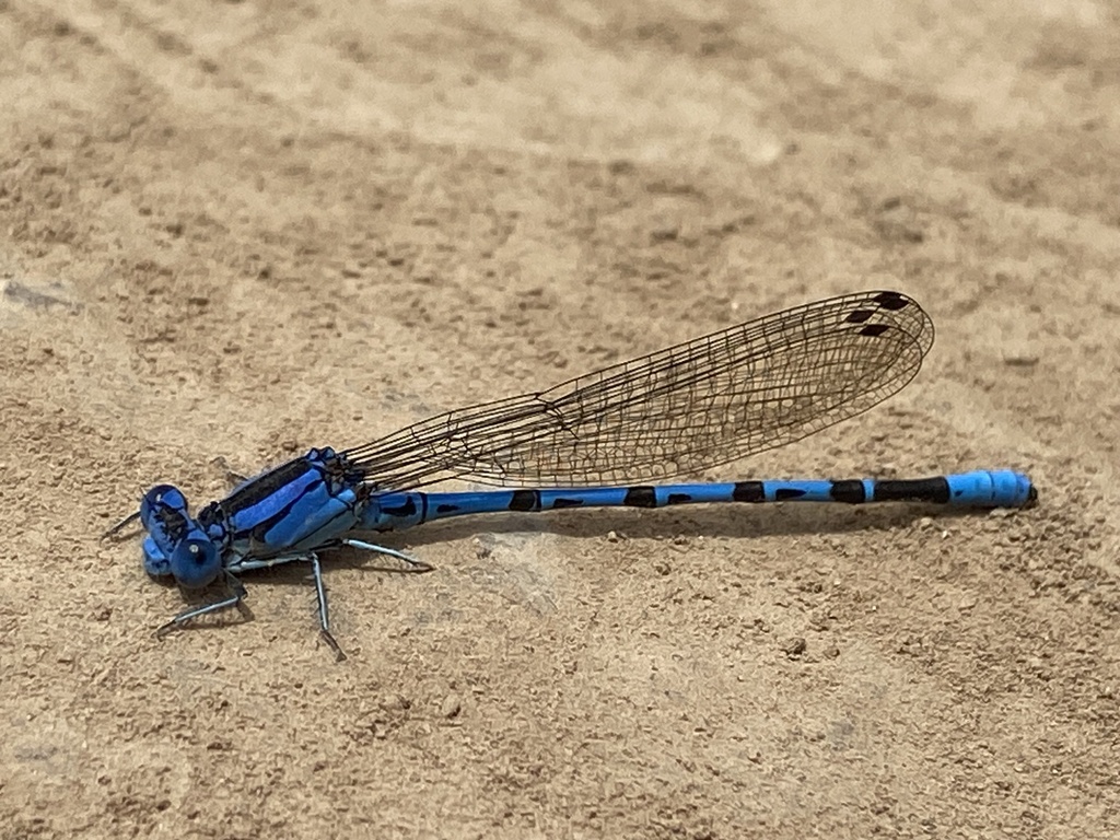 Dancers from Los Peñasquitos Canyon Preserve, San Diego, CA, US on May ...