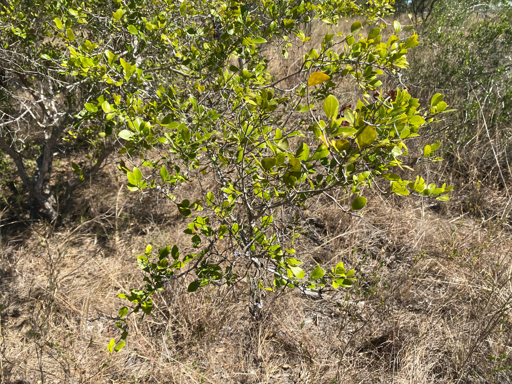 conkerberry in May 2024 by Ian Parsons · iNaturalist