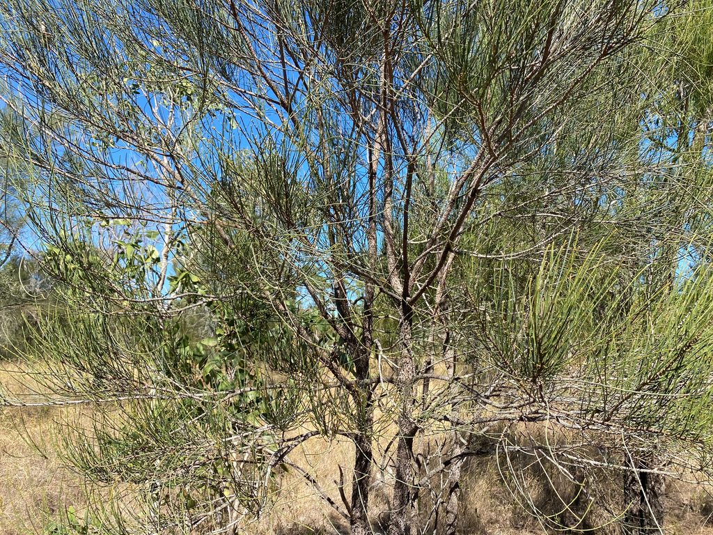 Buloke in May 2024 by Ian Parsons · iNaturalist