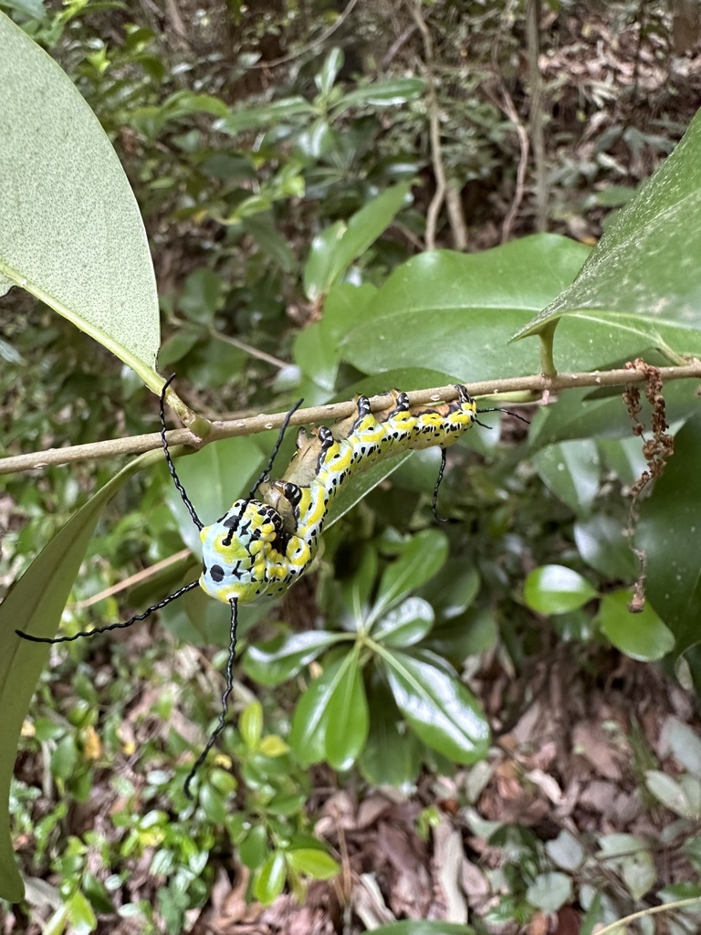 Japanese Owl Moth from 日本、岡山県岡山市中区 on May 23, 2024 at 08:20 AM by tsuna ...