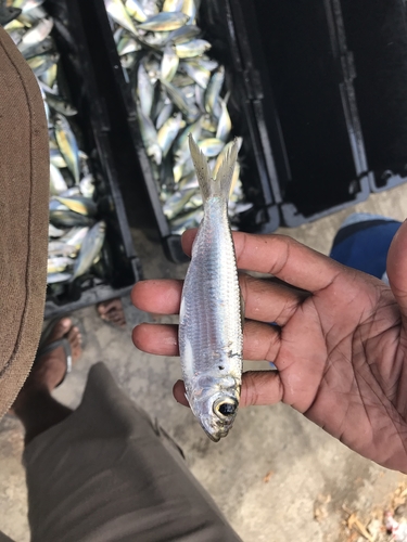 Harengula clupeola (Ictiofauna Marinha de Florianópolis) · iNaturalist