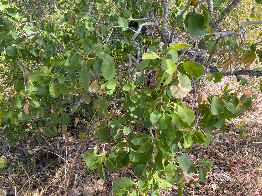 Cocky Apple in May 2024 by Ian Parsons · iNaturalist