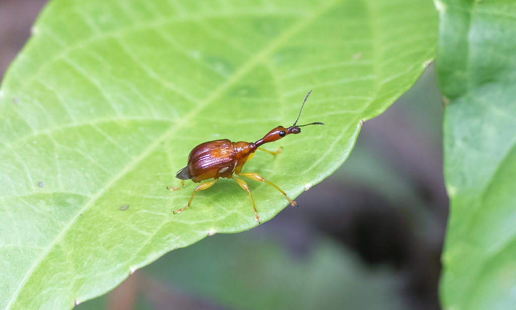 Paracycnotrachelus fuscatus from Bislig, Surigao del Sur, Philippines ...