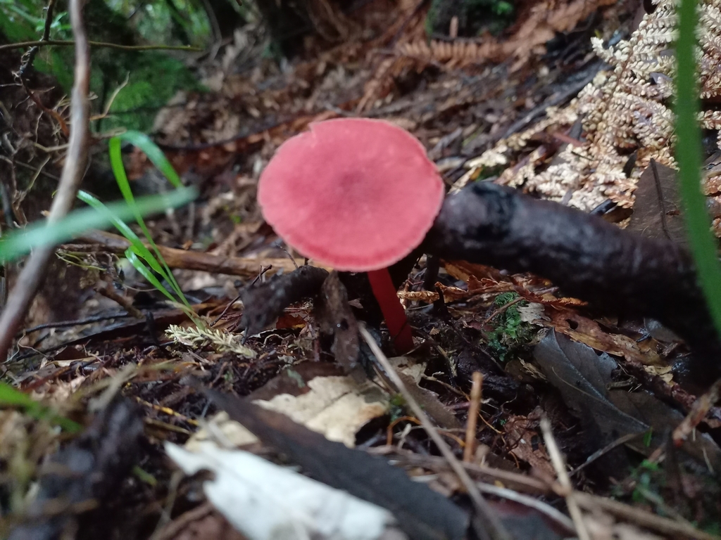 Vermilion Waxcap from Auckland, NZ on June 3, 2024 at 03:59 PM by ...