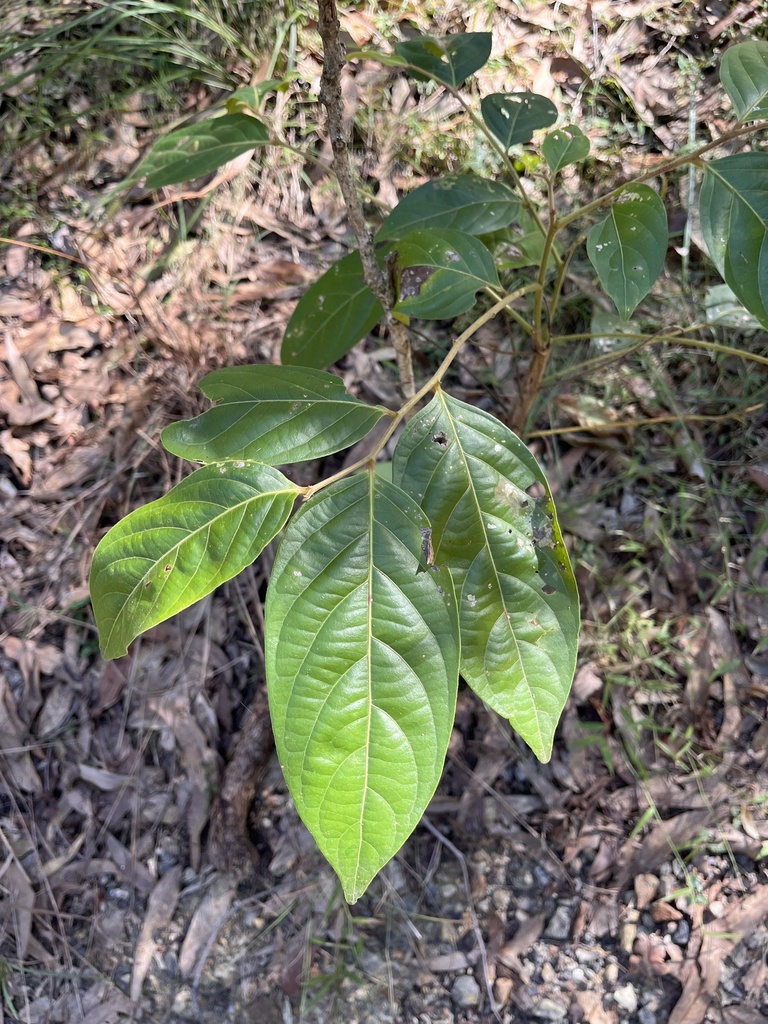 Cheese Tree from Trouts Rd, Chermside West, QLD, AU on June 3, 2024 at ...
