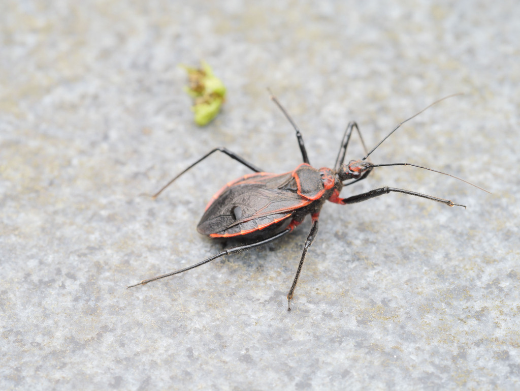 Rhynocoris incertis from 中国浙江省杭州市淳安县 on April 23, 2024 at 10:26 AM by ...