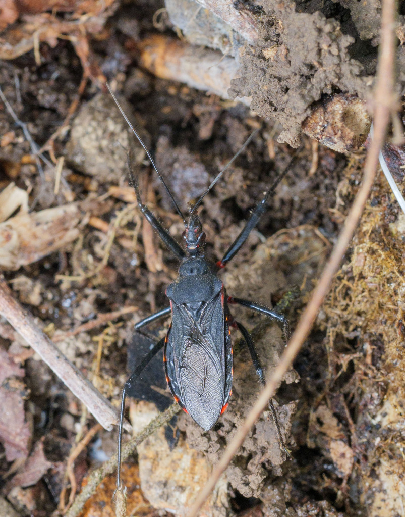 Rhynocoris incertis from 中国浙江省杭州市淳安县 on April 23, 2024 at 02:28 PM by ...