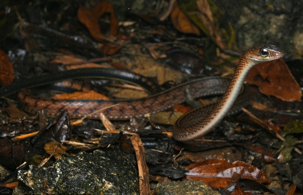 Brown Rat Snake from Singapore on June 2, 2024 at 05:35 PM by gotta ...