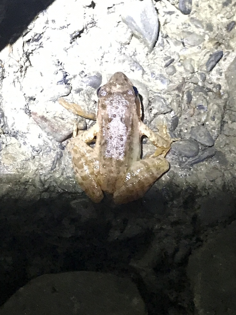 Taurus Frog from Gelendzhik gorsovet, RU-KD, RU on May 25, 2024 at 09: ...