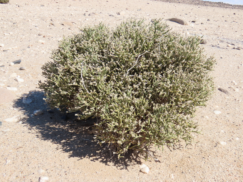Pencil bush from Erongo Region, Namibia on June 2, 2024 at 01:39 PM by ...