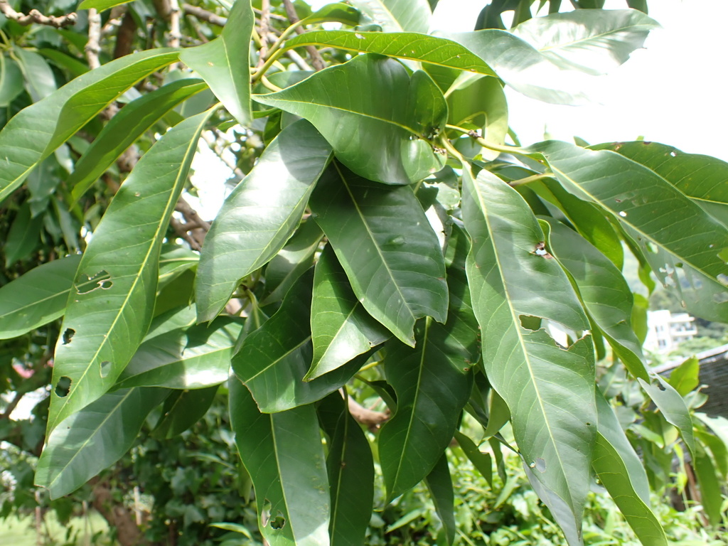 Lidded Cleistocalyx (Syzygium nervosum) - Botanical Realm
