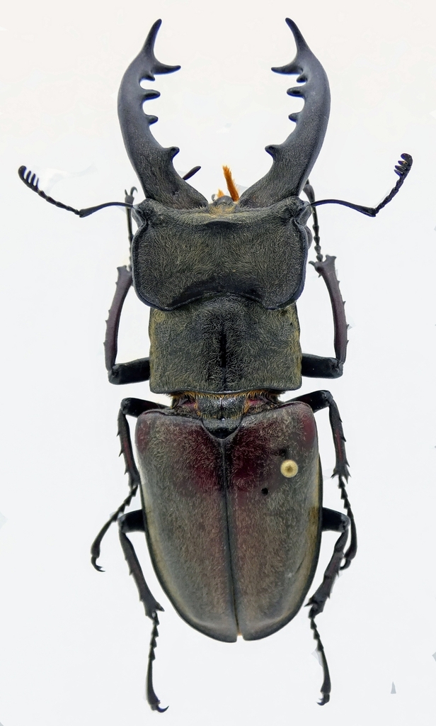 Lucanus maculifemoratus maculifemoratus from 070-0036, Japon on August ...