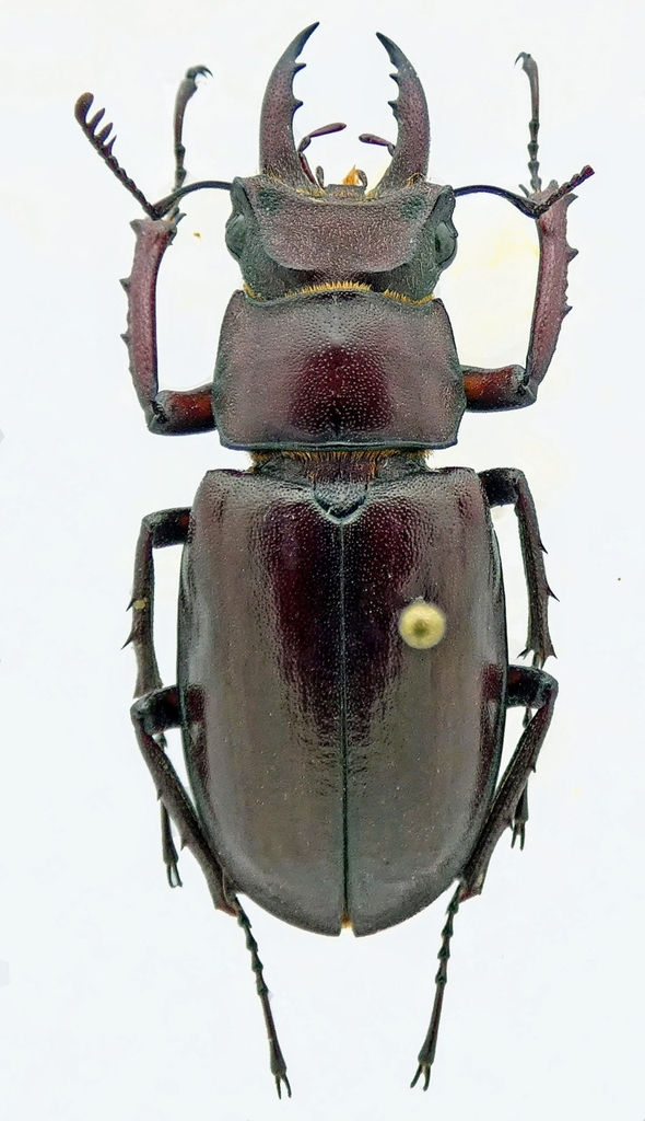 Lucanus ferriei from 11-1 Yamashitachō, Kagoshima, 892-0816, Japon on ...