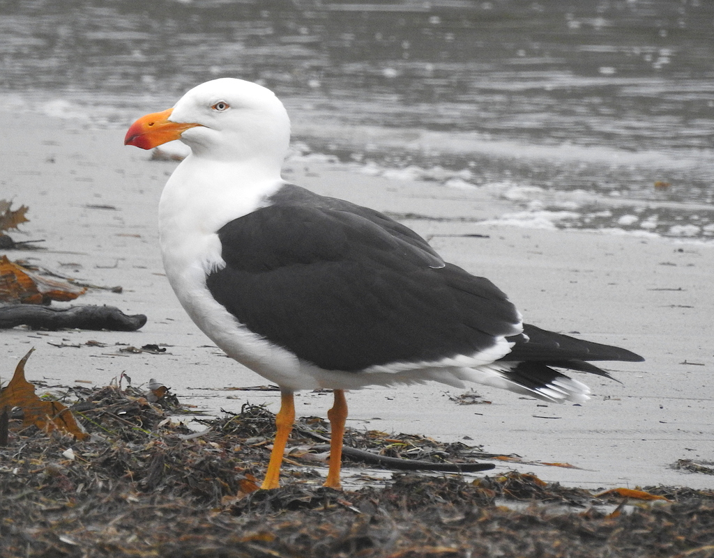 Eastern Pacific Gull from Eaglehawk Neck TAS 7179, Australia on May 29 ...