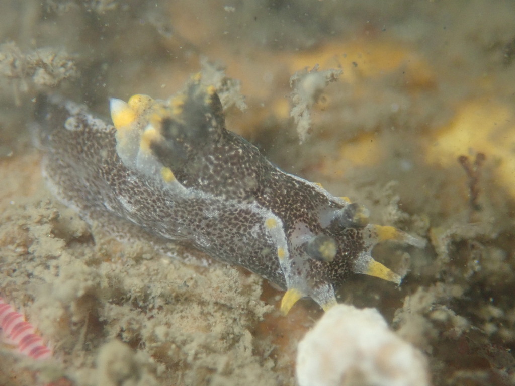 Hedgpeth's Dorid in June 2024 by Cricket Raspet · iNaturalist