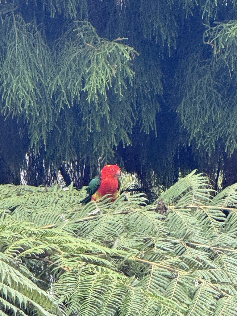 Australian King Parrot from North Island / Te Ika-a-Māui, Piha ...