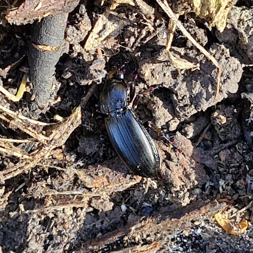 Ground Beetles from Cranbourne VIC 3977, Australia on May 29, 2024 at ...