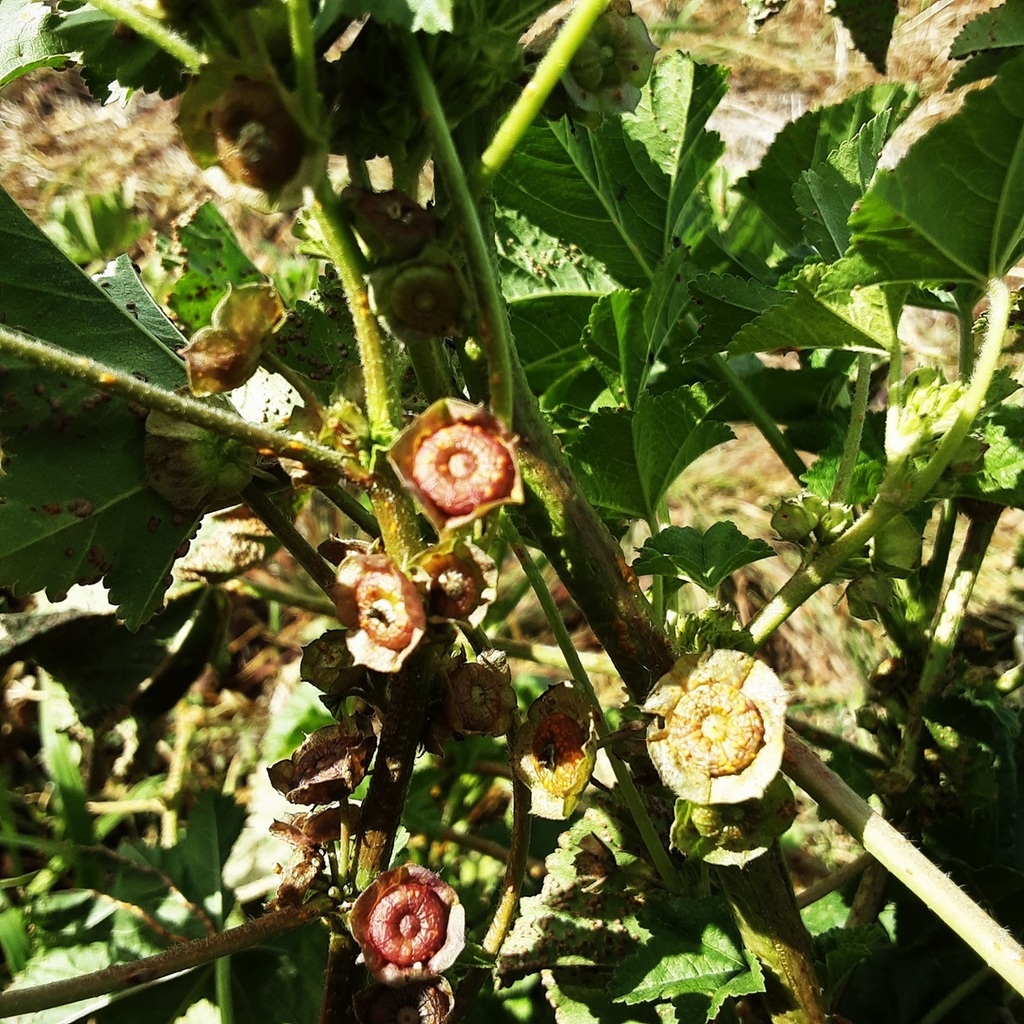 cheeseweed mallow from Cullen Bullen NSW 2790, Australia on June 3 ...