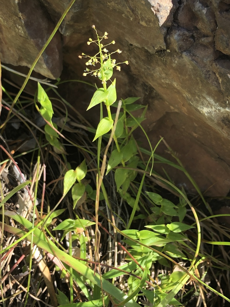 Swamp Millet from Litchfield National Park, Litchfield Park, NT, AU on ...