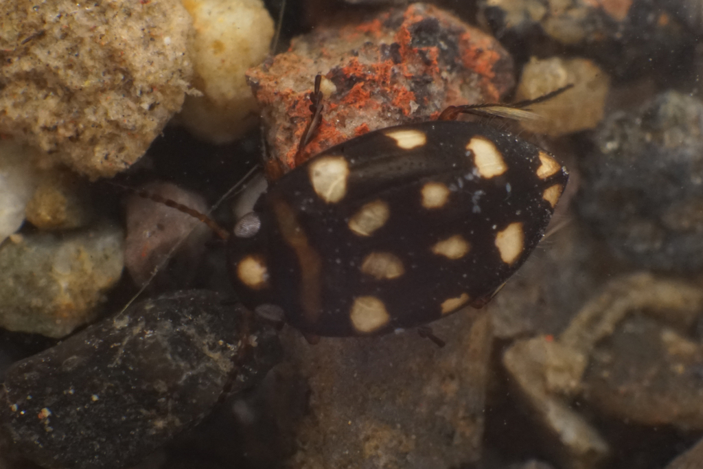 Neonectes natrix from 日本、〒386-0018 長野県上田市常田 on May 26, 2024 at 01:55 PM ...