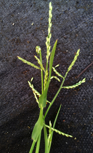 green summer grass (Urochloa distachyos) · iNaturalist United Kingdom