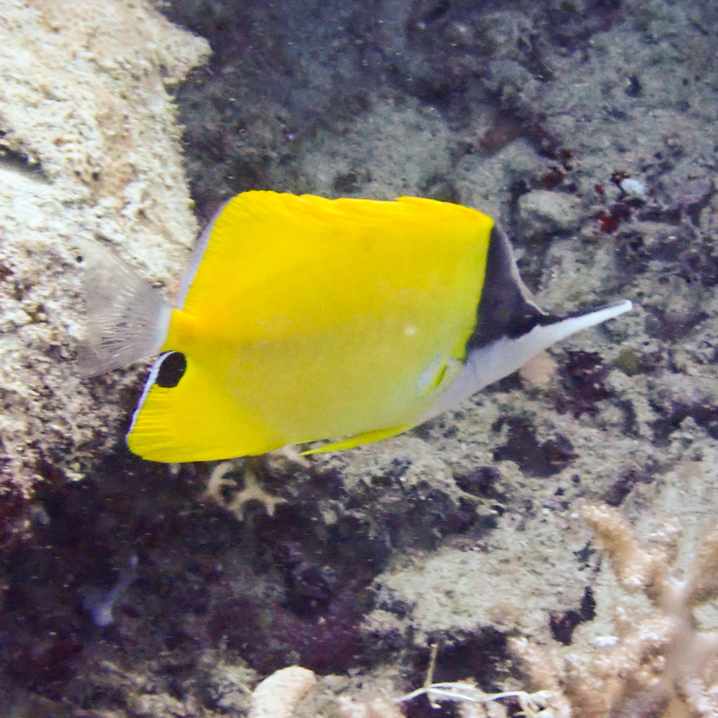 Forceps Butterflyfish from Pulau Derawan, Berau Regency, East ...