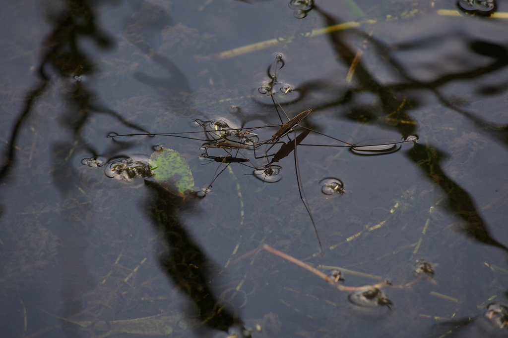 Giant Water Strider from Mishima-shi, Shizuoka Prefecture, Japan on May ...