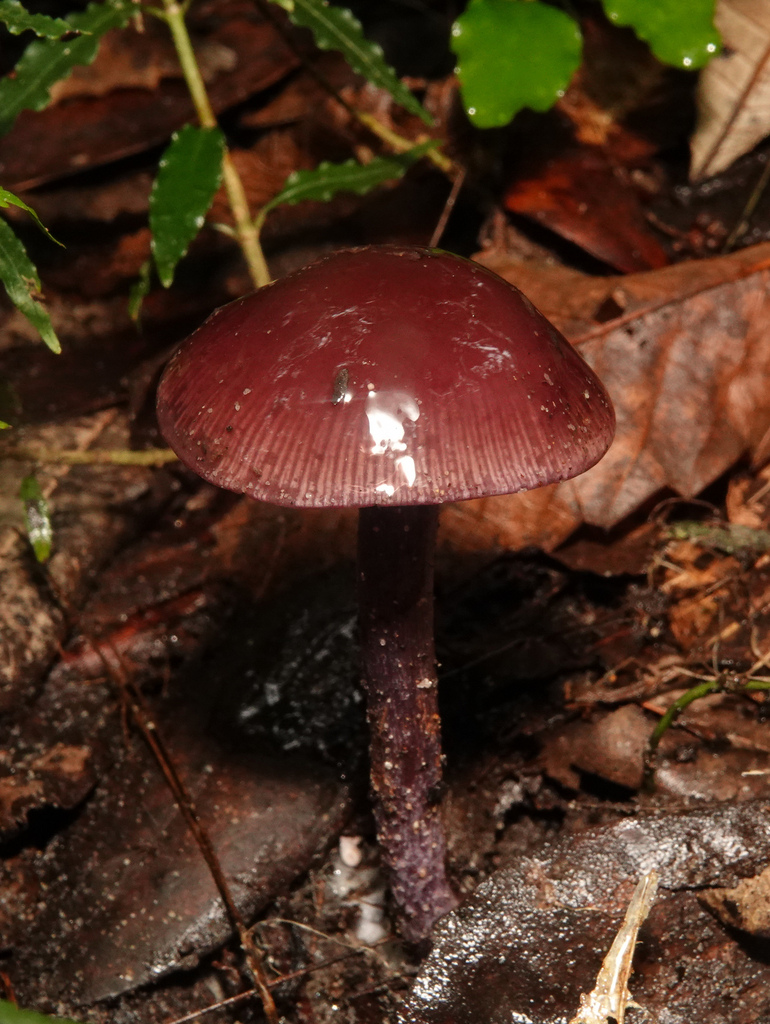 Thaxterogaster submagellanicus from Sydney NSW, Australia on June 2 ...