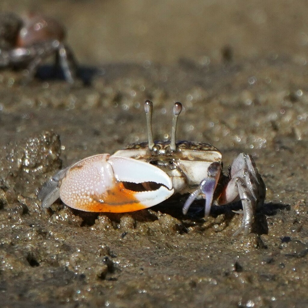 Orange-clawed Fiddler Crab from Port Macquarie NSW 2444, Australia on ...