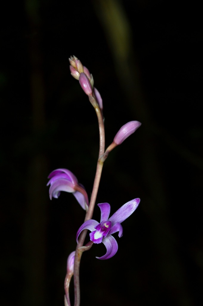 Largeflower Crested Coralroot in June 2016 by Robby Deans. BFL ...