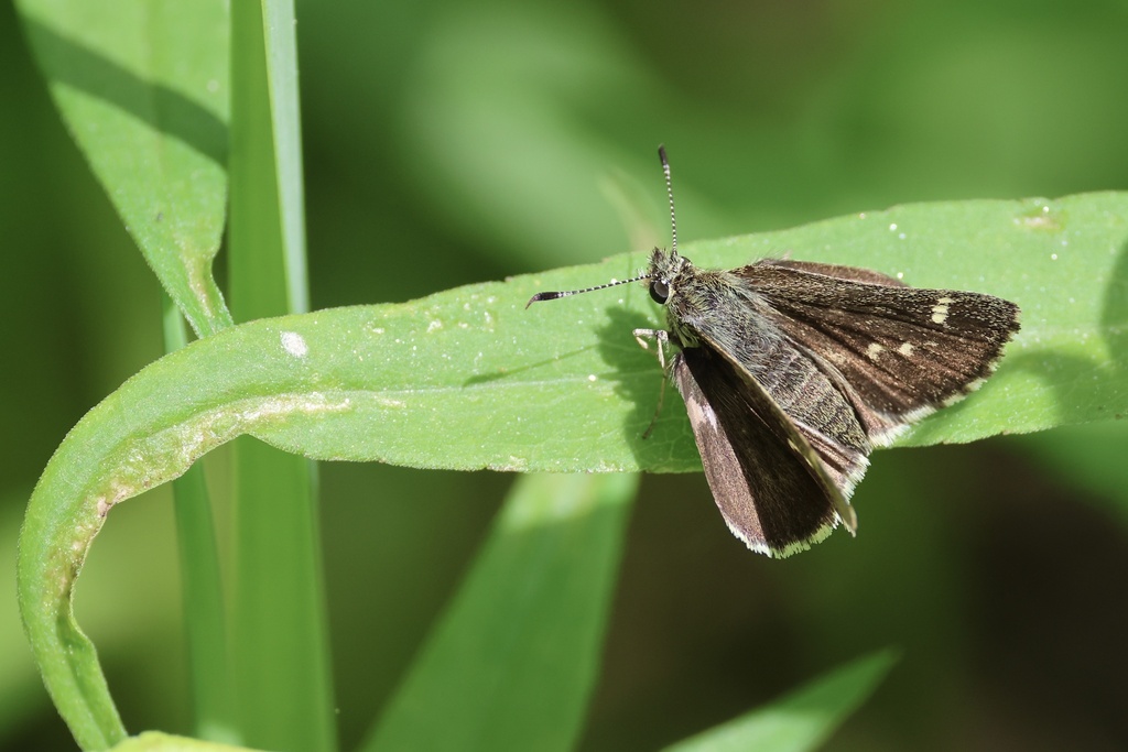 Pepper and Salt Skipper from W Branch Rd, Lenox, MA, US on June 2, 2024 ...