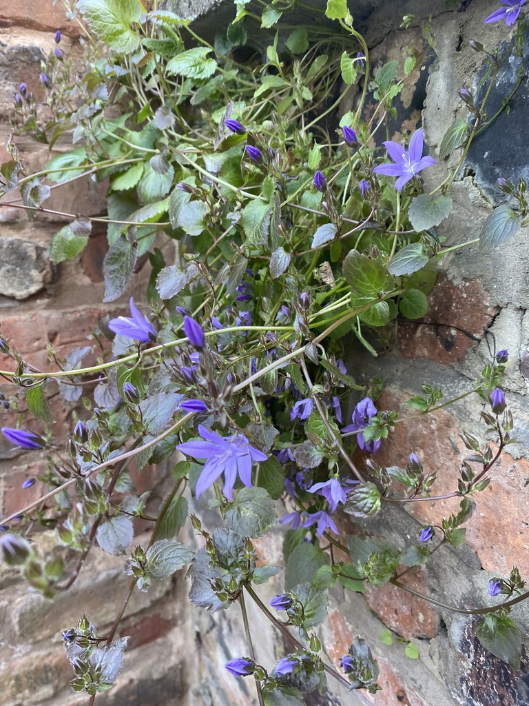 Trailing bellflower from Portman Road, Liverpool, England, GB on May 19 ...