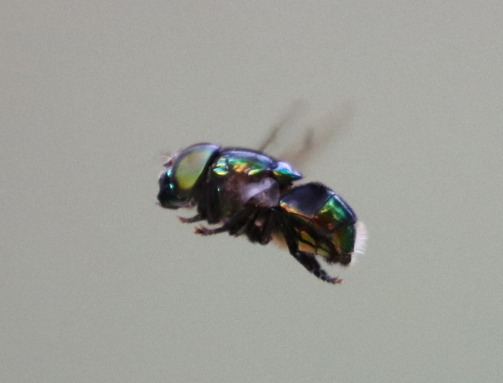 Green Jewel Fly from Playa de Oro, Colima, Mexico on May 13, 2019 at 06 ...