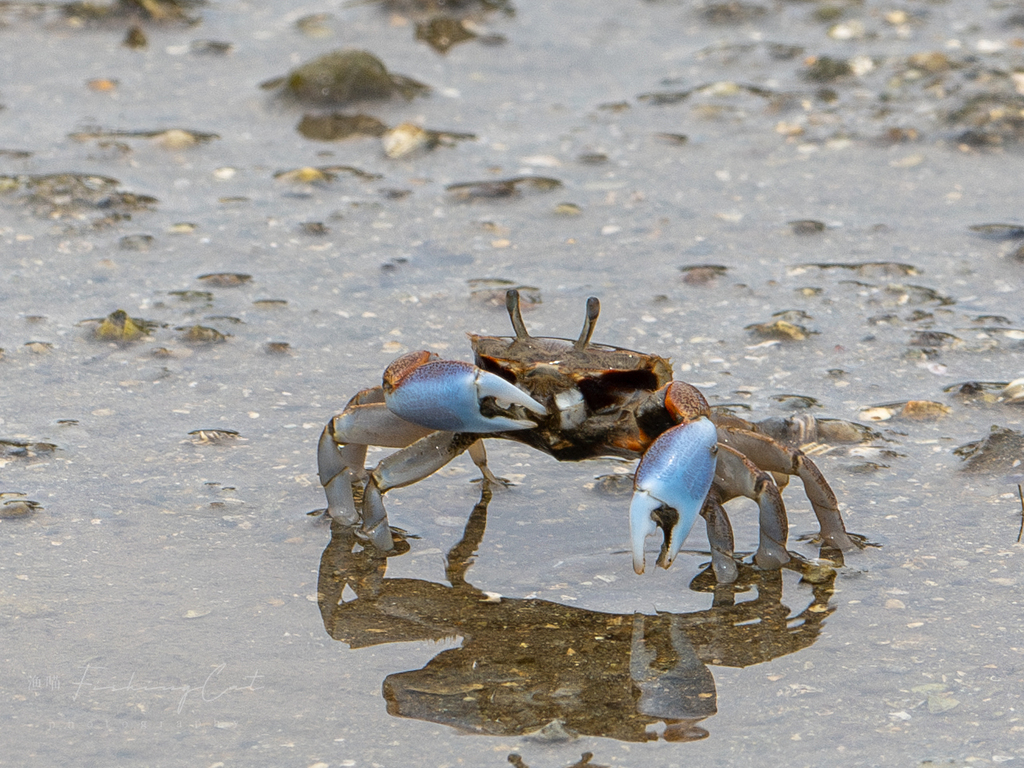 Macrophthalmus pacificus from 香港大屿山 on June 02, 2024 at 01:59 PM by 渔喵 ...