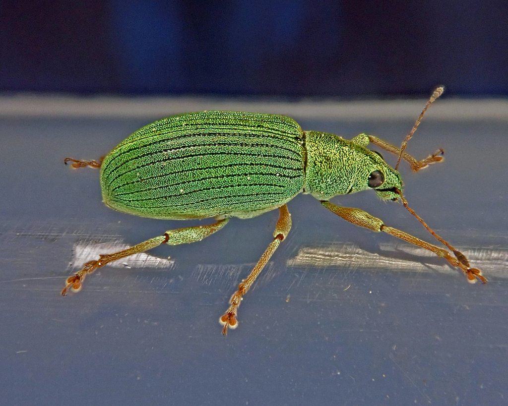 Green Immigrant Leaf Weevil from Salem, NH 03079, USA on June 3, 2024 ...