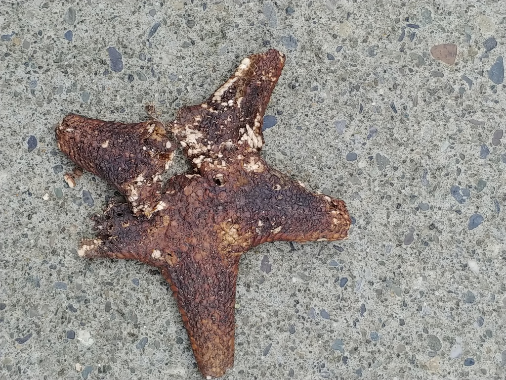 Vermilion Star from Downtown Seattle, Seattle, WA, USA on May 15, 2019 ...
