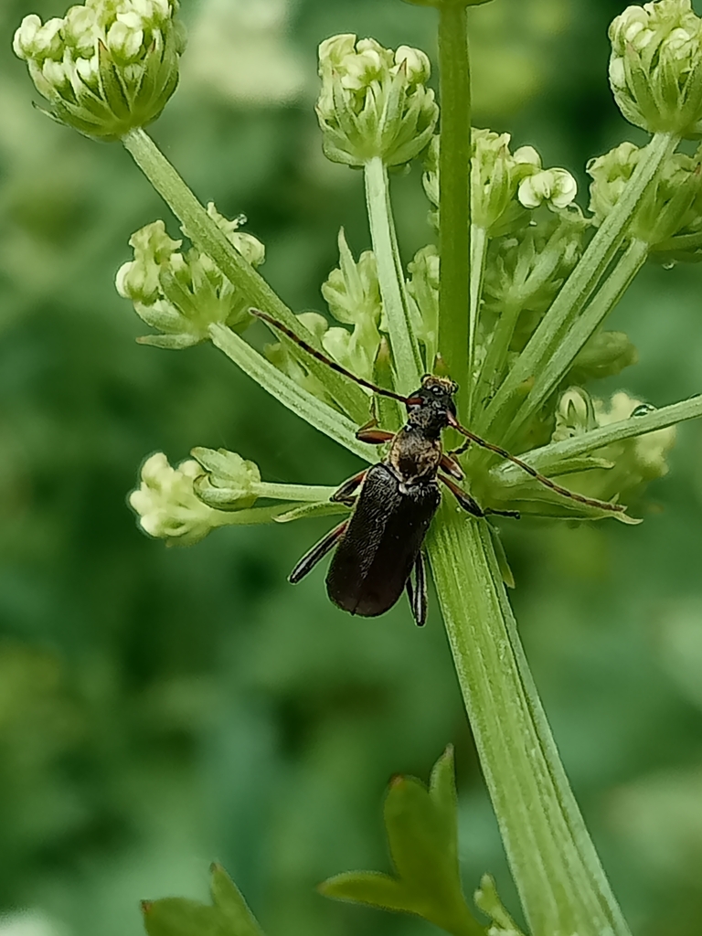 common grammoptera from Wigan WN1 2XN, UK on June 3, 2024 at 09:45 AM by garethwilson · iNaturalist