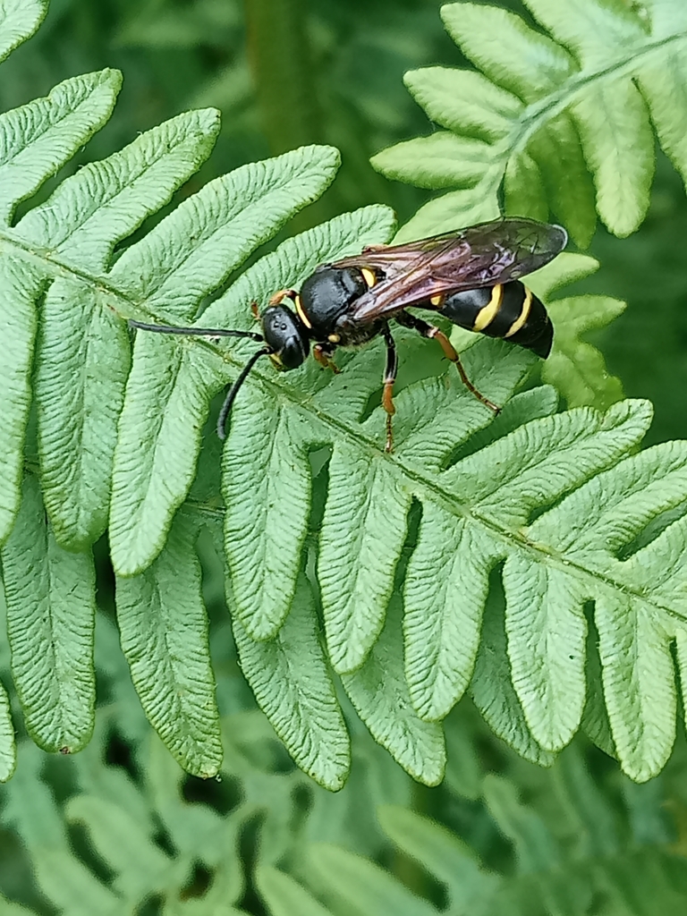 Two-girdled Digger Wasp from Wigan WN1 2XN, UK on June 3, 2024 at 09:41 ...